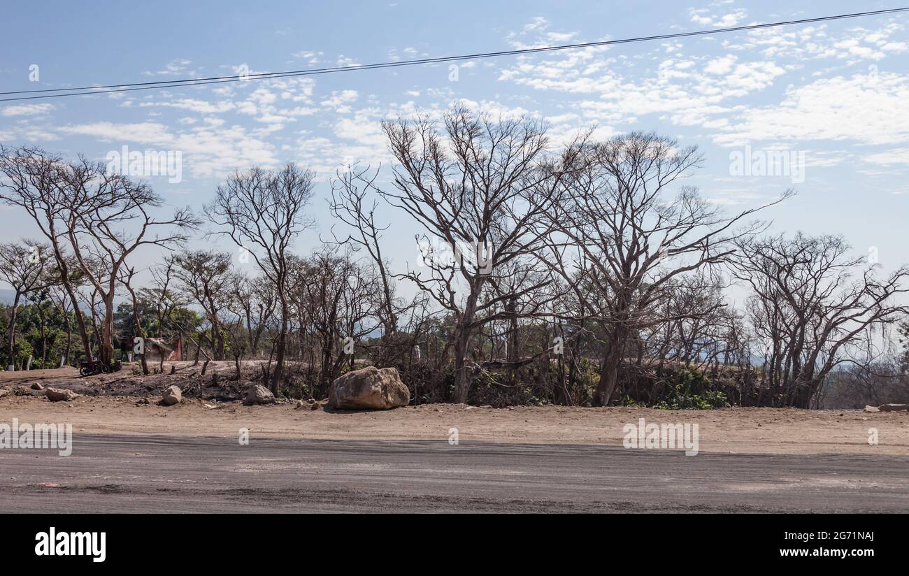 Devastation of trees wrought by the eruption of the Fuego volcano in ...