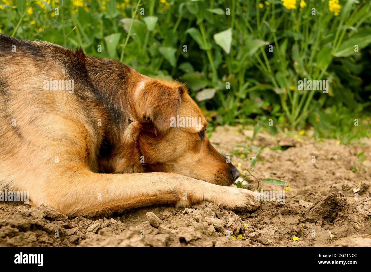 Cute furry brown dog lying on the ground and having rest Stock Photo ...