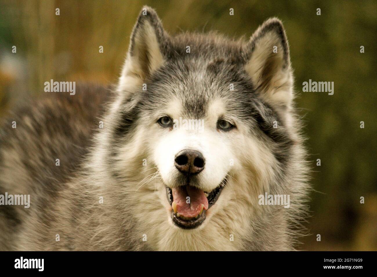 Closeup portrait of a furry gray and white Alaskan malamute Stock Photo ...