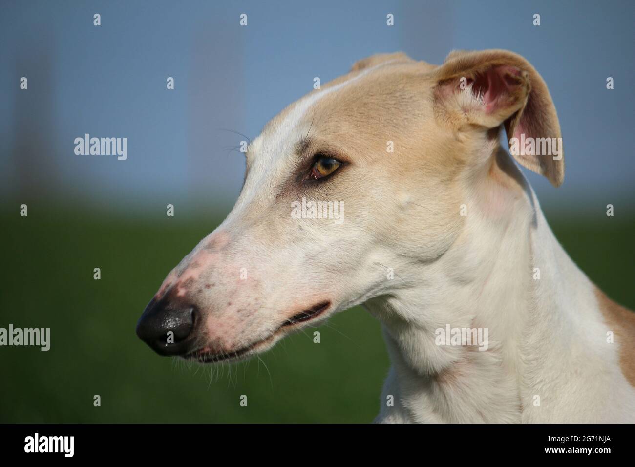 Closeup of a dog with a long face and ears Stock Photo - Alamy