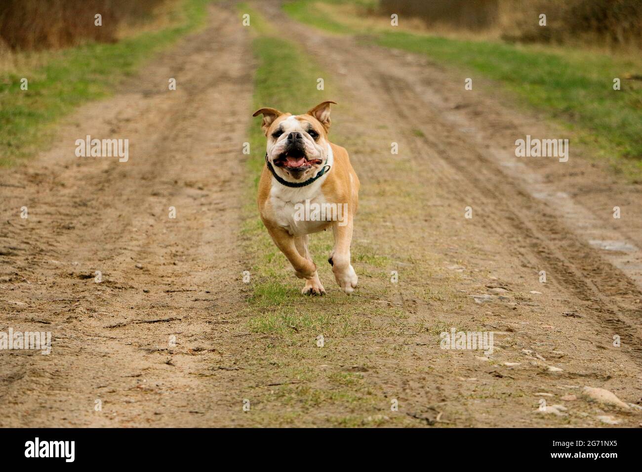 Cute doggy with a black collar running Stock Photo - Alamy