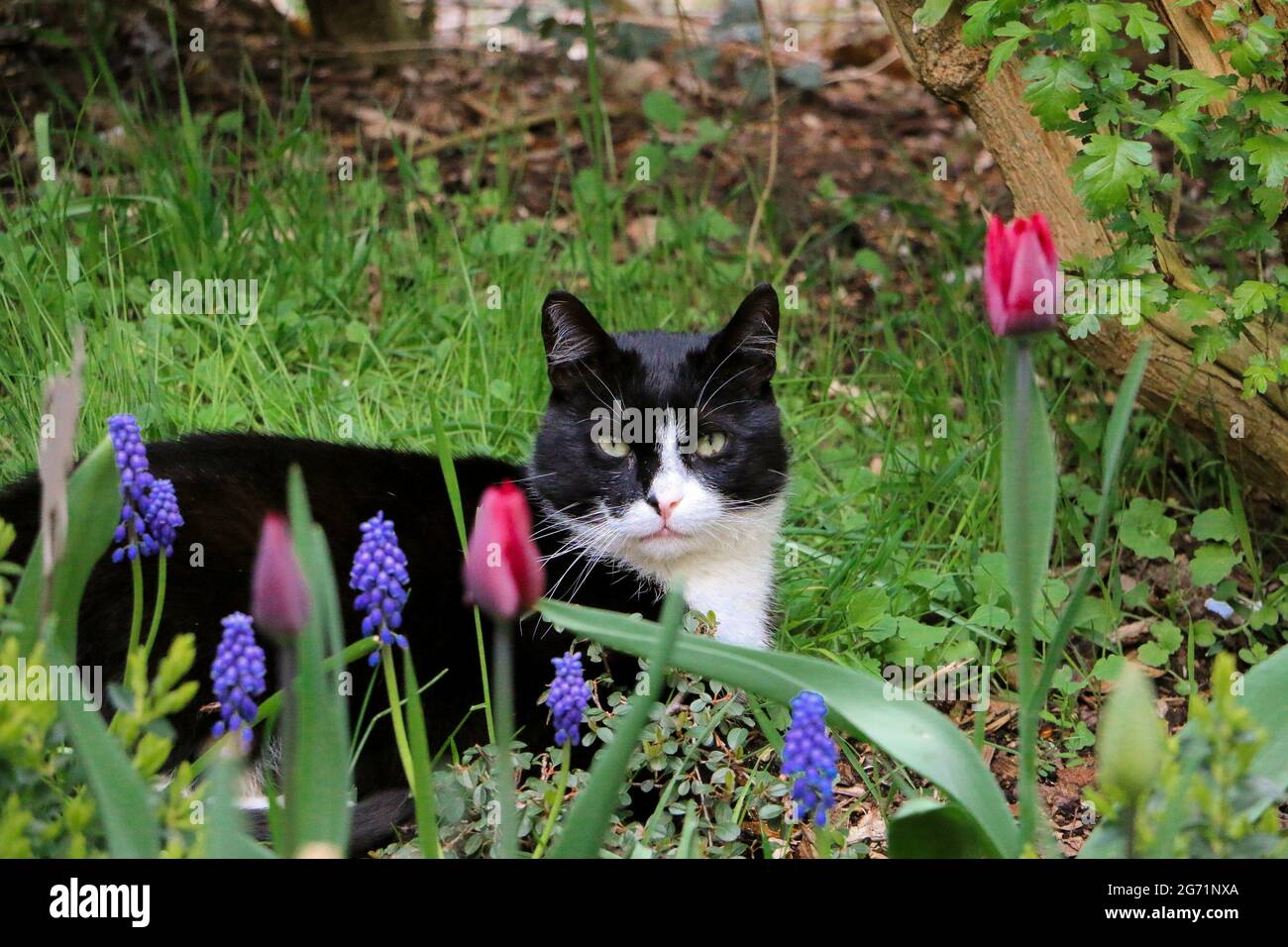 Black and white cat with a serious face sitting in the garden ...