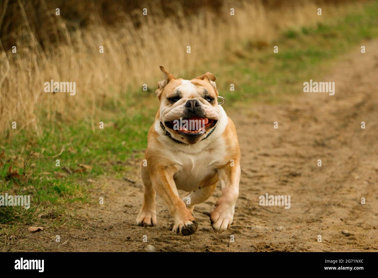 Closeup of a muscular English bulldog running Stock Photo - Alamy