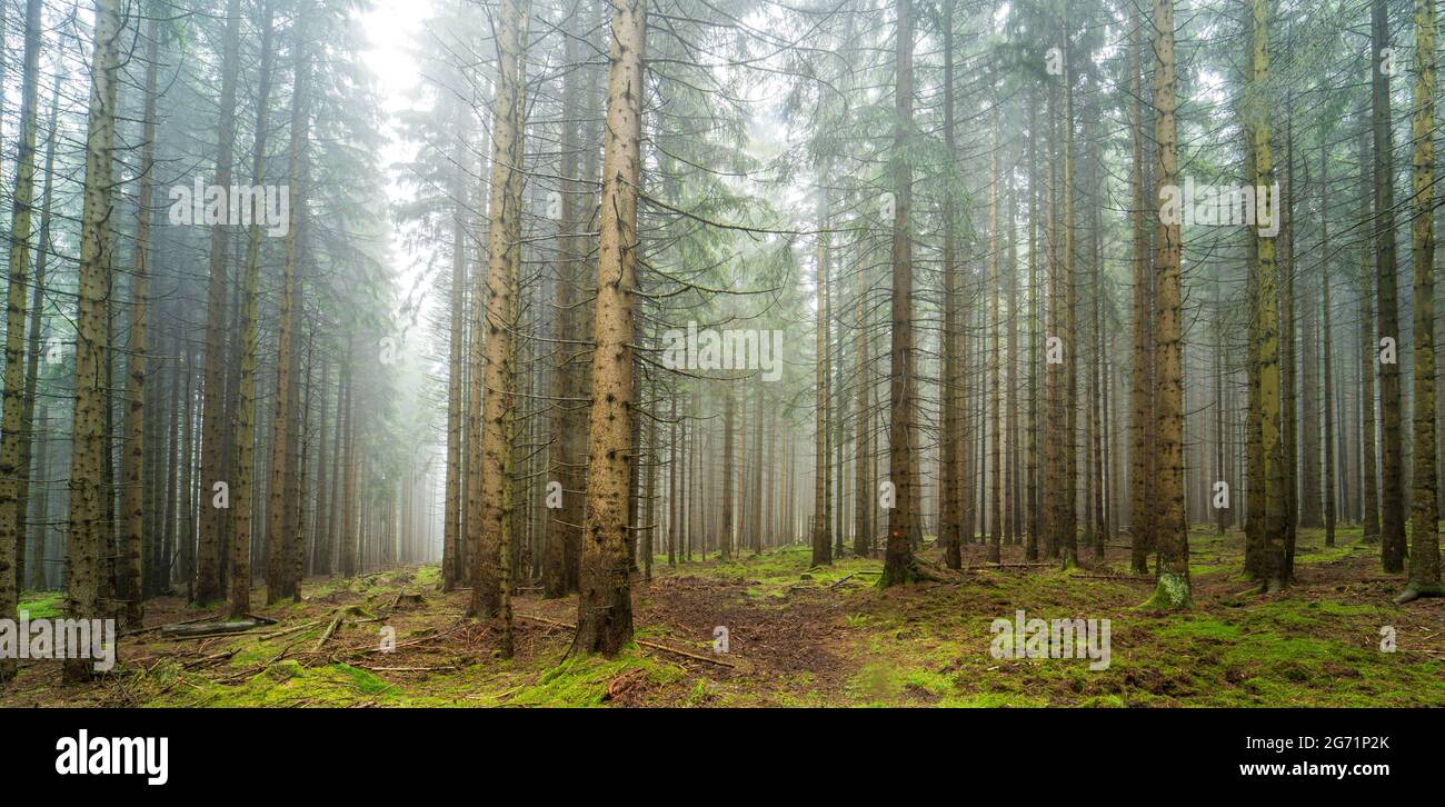 Misty forest with tall thin trees Stock Photo - Alamy