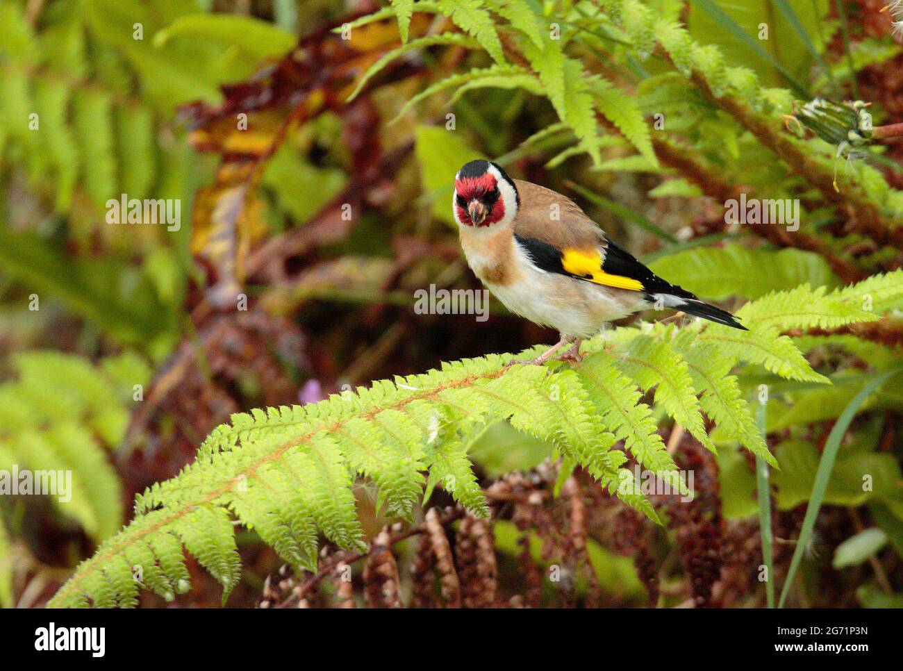 Gold bar uk hi-res stock photography and images - Alamy