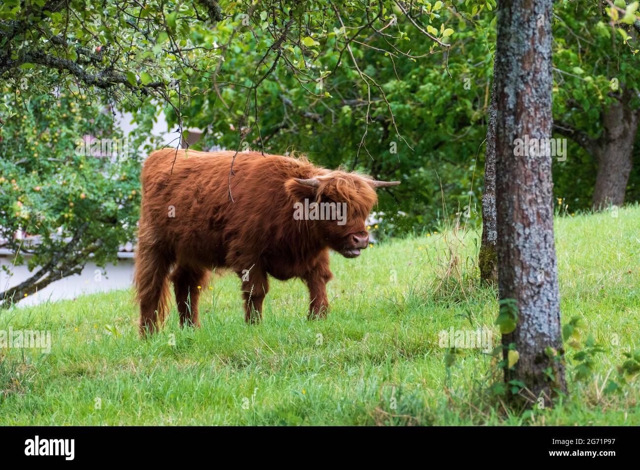 Schottisches Hochland Rind Highland Cattle auf einer Weide Stock Photo ...