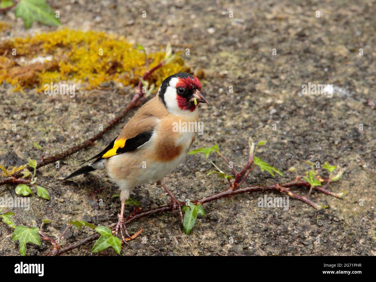 Gold bar uk hi-res stock photography and images - Alamy