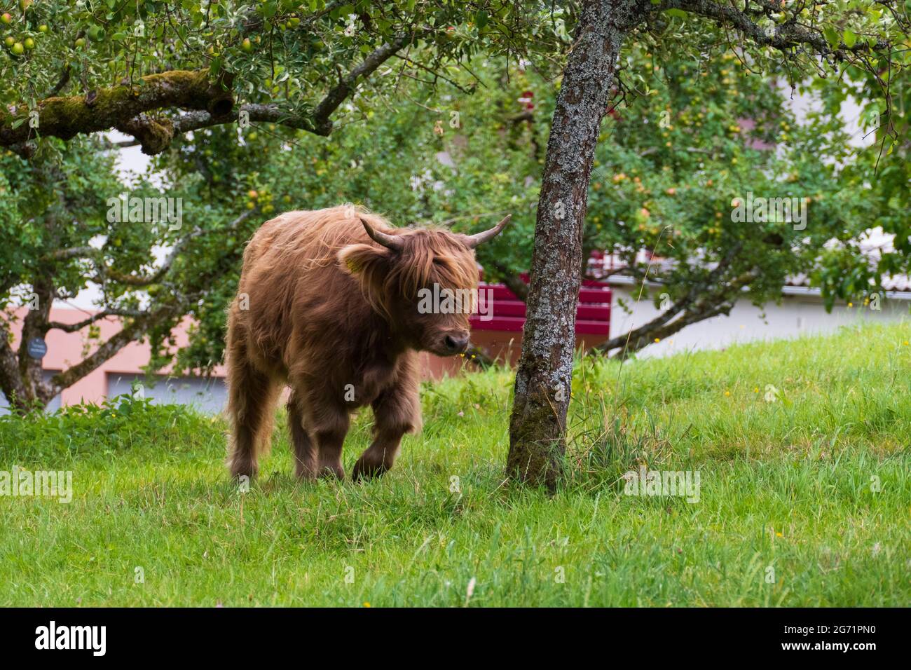 Schottisches Hochland Rind Highland Cattle auf einer Weide Stock Photo ...