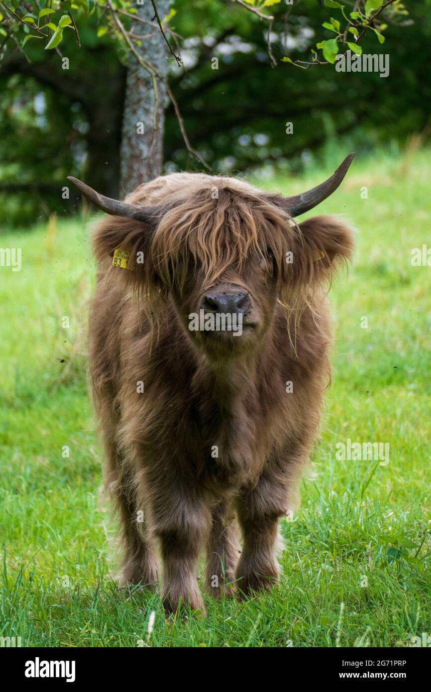Schottisches Hochland Rind Highland Cattle auf einer Weide Stock Photo ...