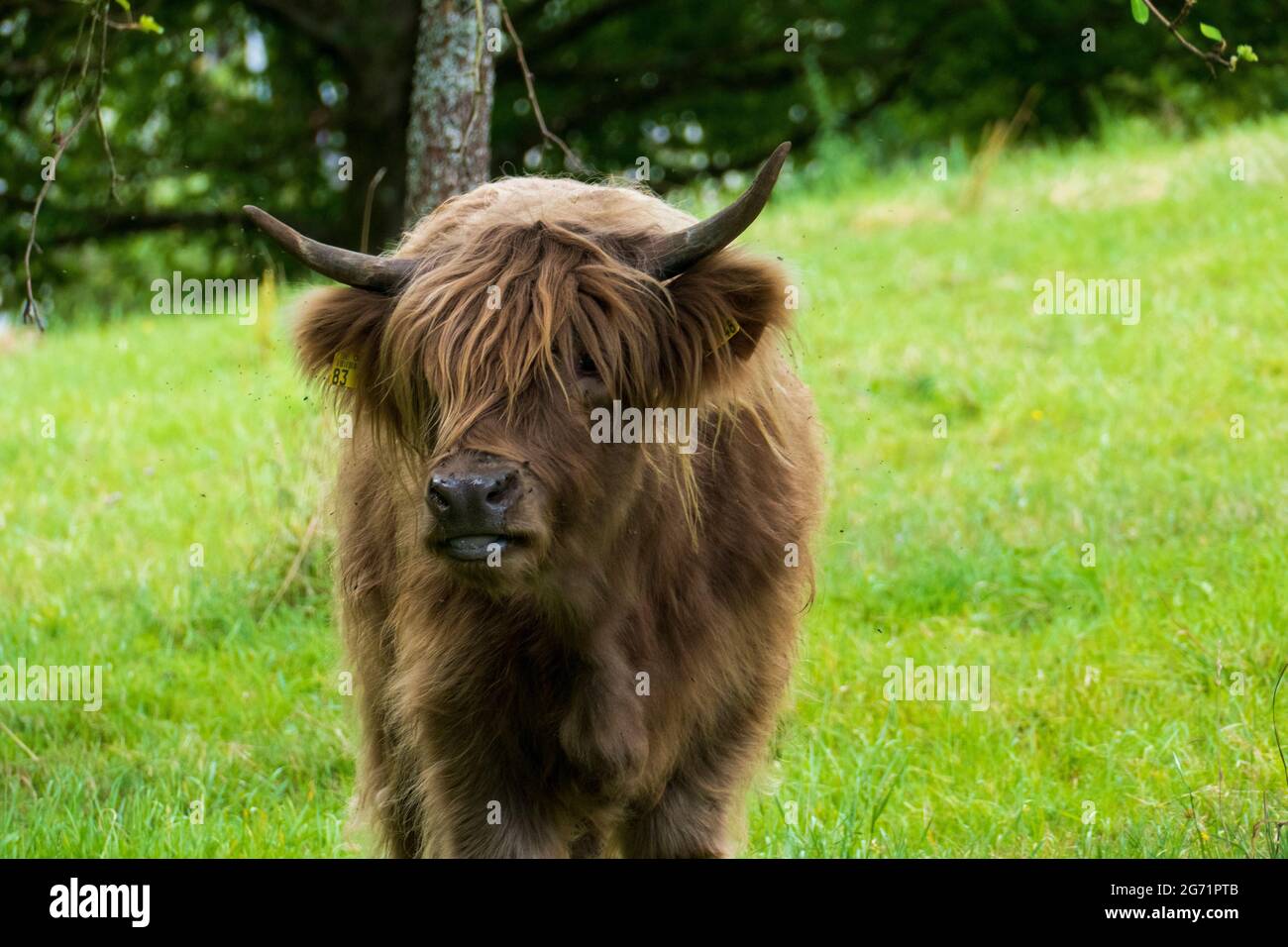 Schottisches Hochland Rind Highland Cattle auf einer Weide Stock Photo ...