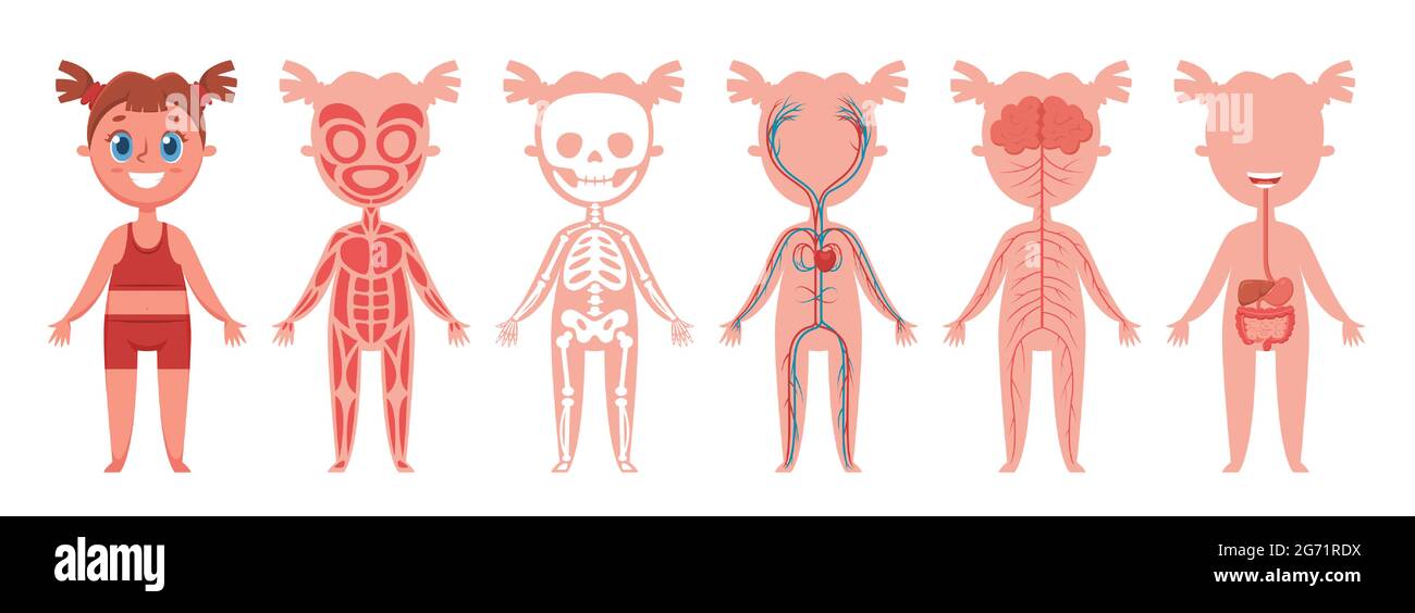 Human Body Systems For Kids