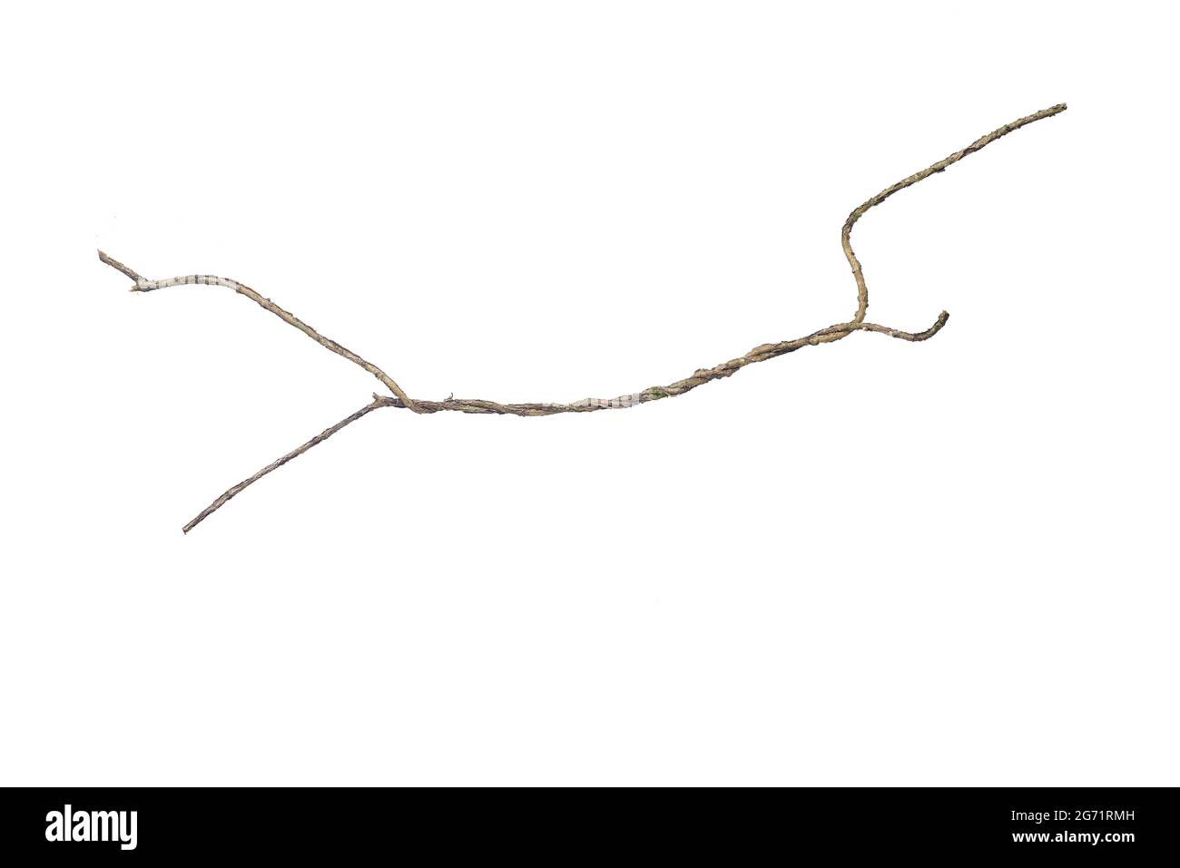 Spiral twisted jungle tree branch,, vine liana plant, root of the tree ...