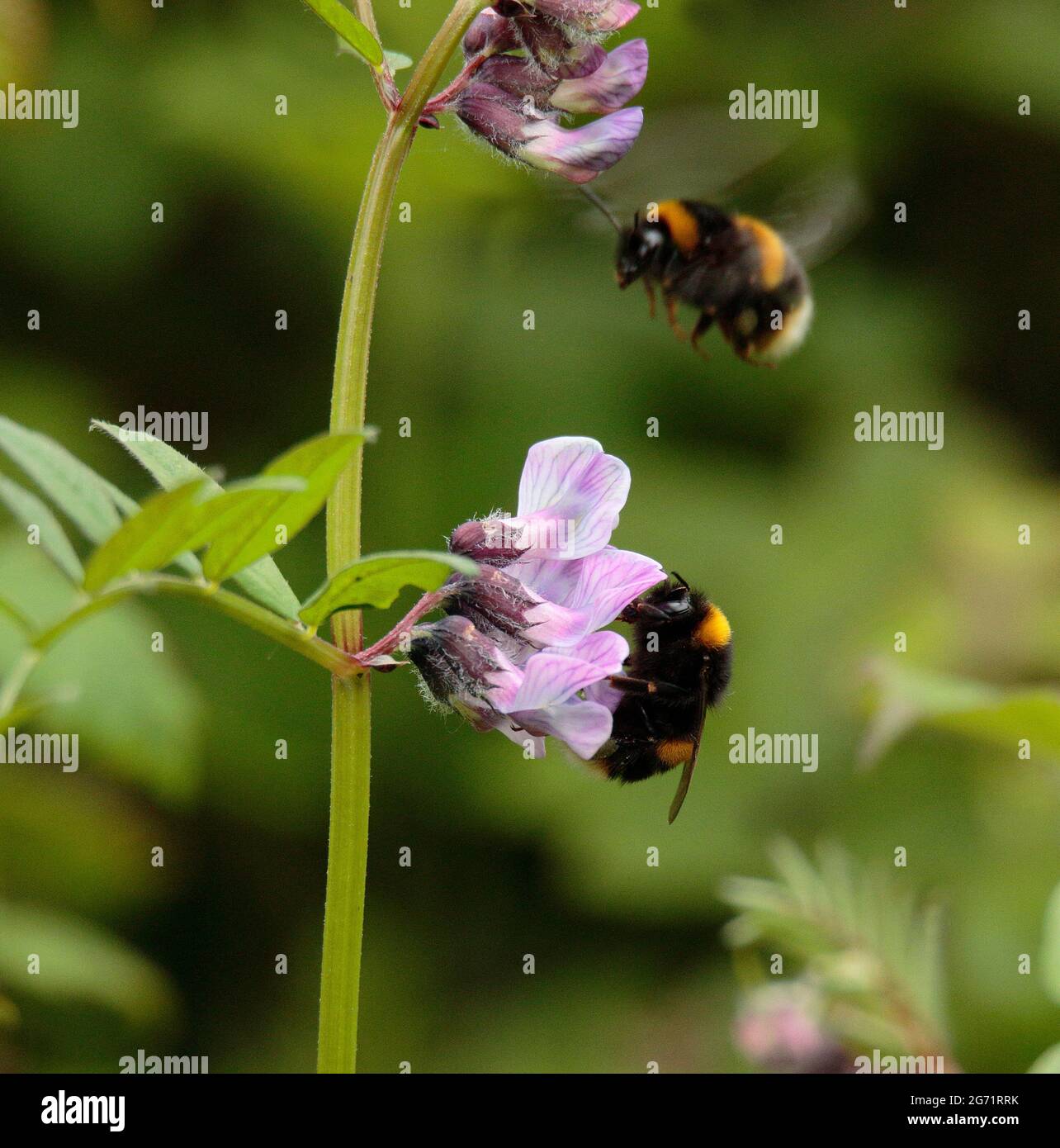 Bumblebee foraging among Vetch Stock Photo - Alamy