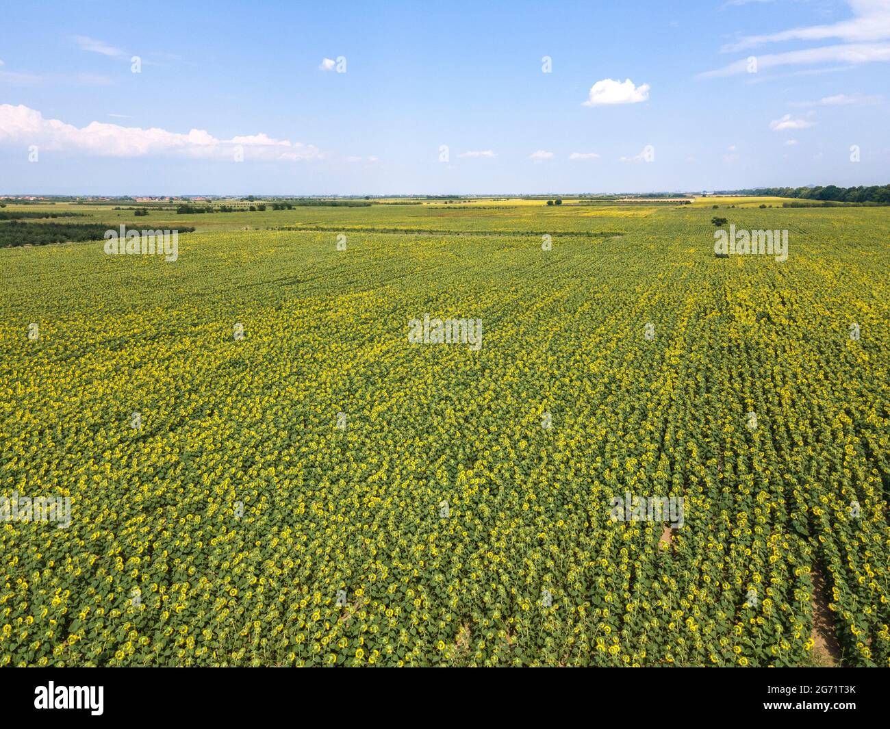 Aerial view of sunflower field near village of Tsalapitsa, Plovdiv ...