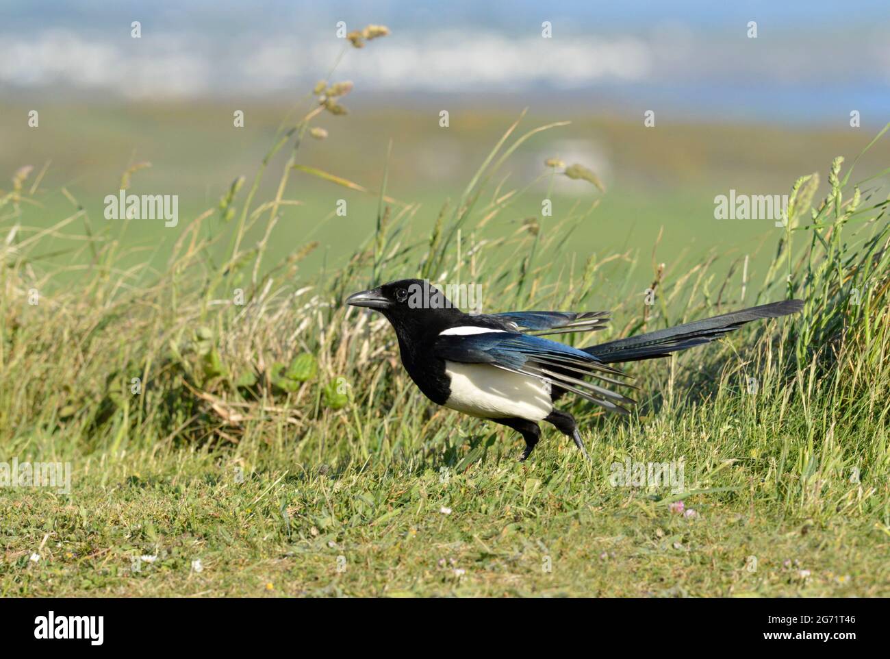 Eurasian Magpie - Pica pica Stock Photo - Alamy