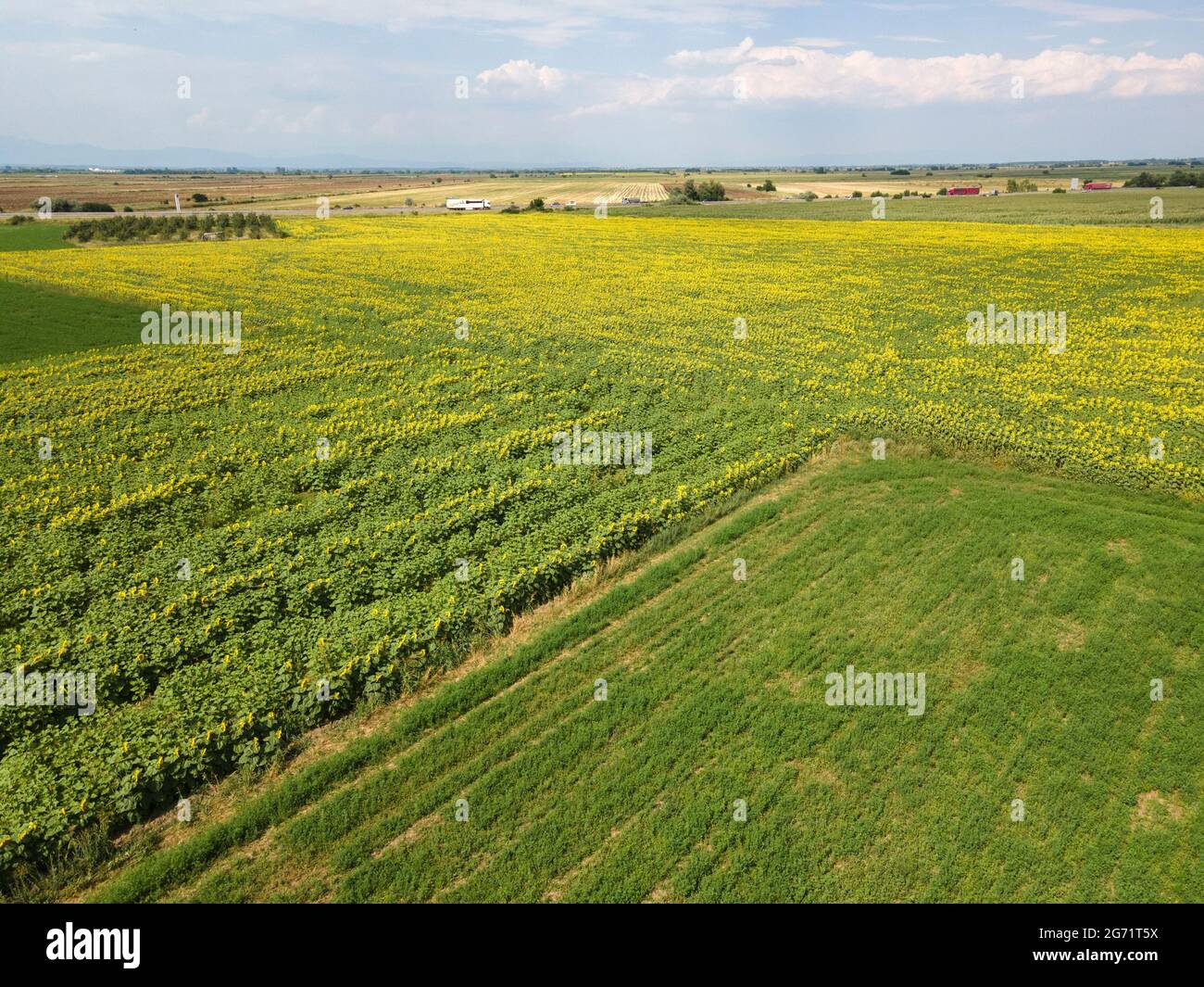 Aerial view of sunflower field near village of Tsalapitsa, Plovdiv ...