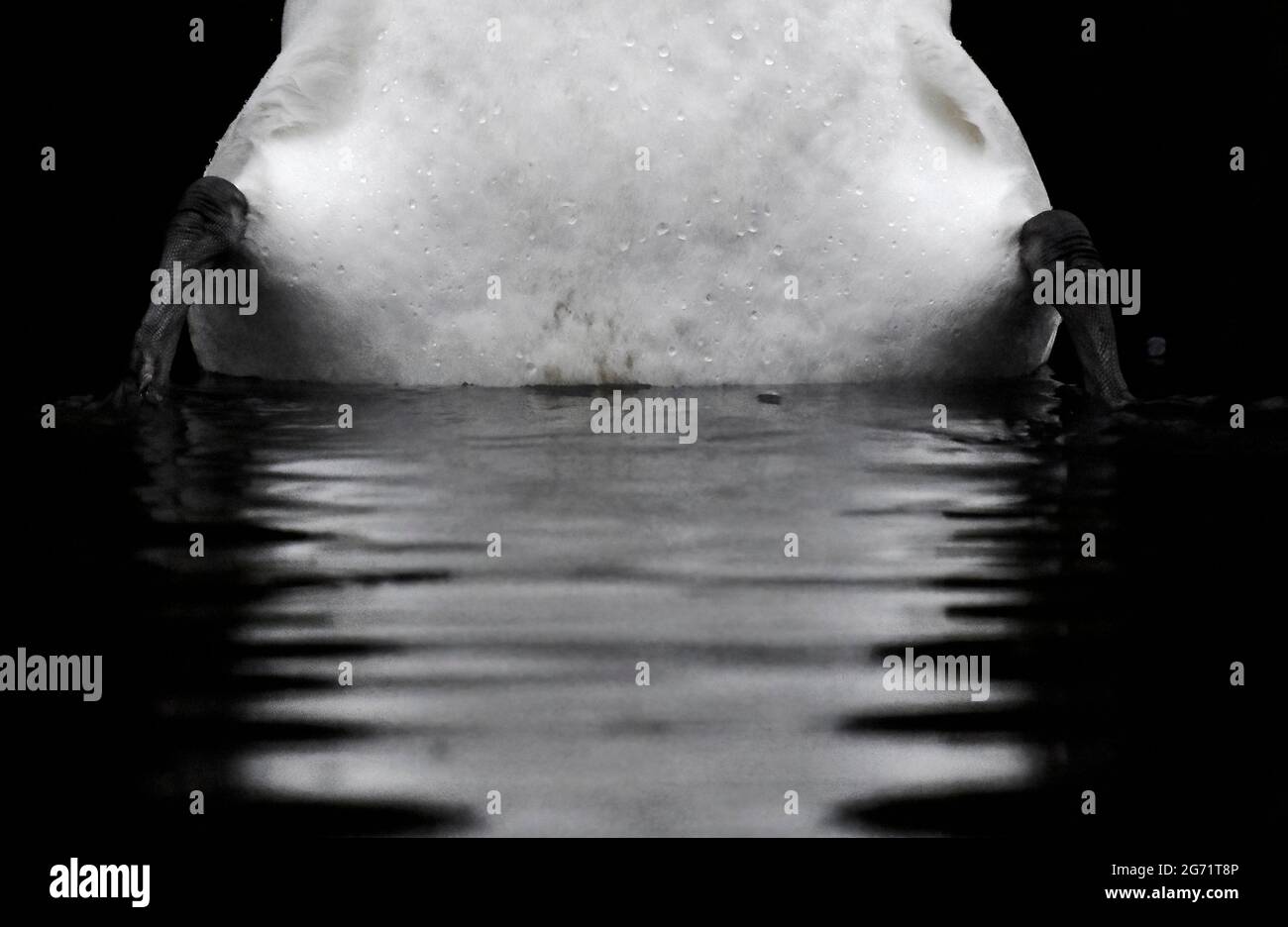 Upending swans hi-res stock photography and images - Alamy