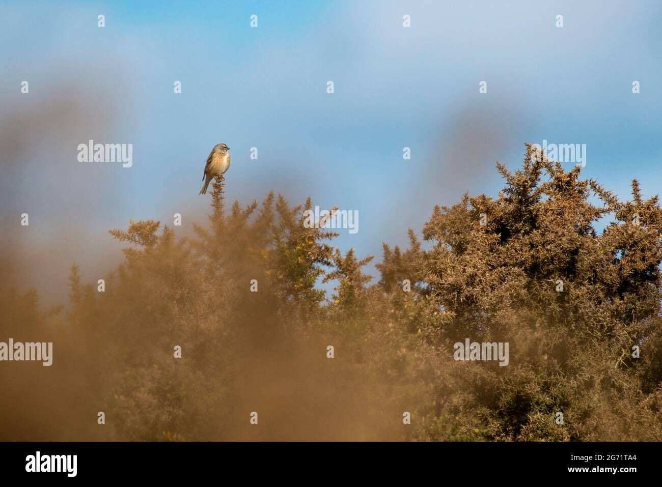 Common Linnet - Linaria cannabina Stock Photo - Alamy Common Linnet - Linaria cannabina Stock Photo - Alamy