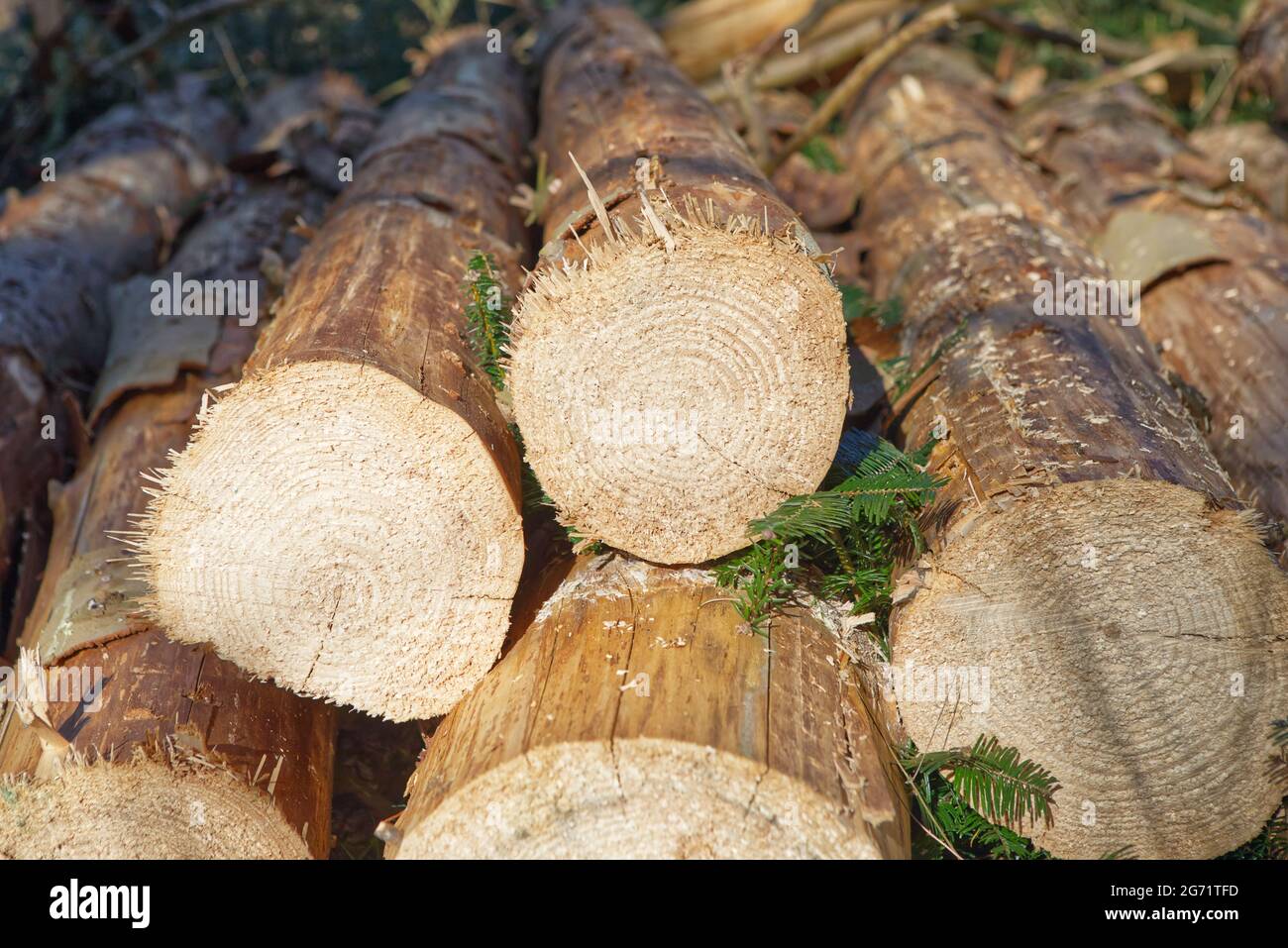 Tree Rings On Logs High Resolution Stock Photography and Images - Alamy