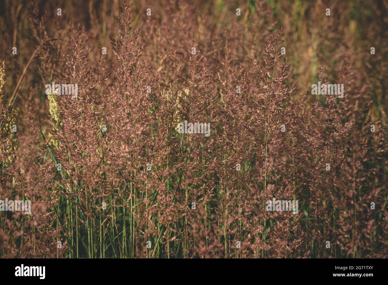 Abstract natural background with reeds or bents. Selective Focus ...