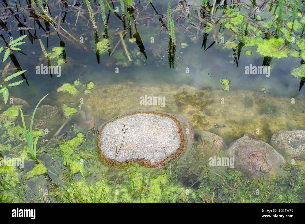 Pond, garden in Berlin, Germany Stock Photo - Alamy
