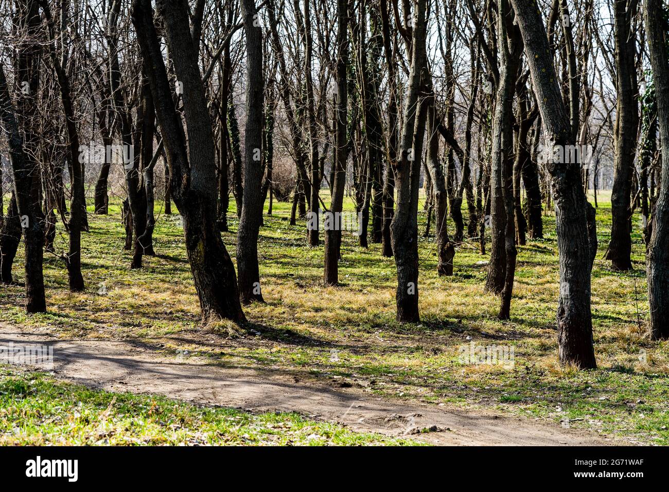 Tree trunks in a dense forest, way through rows of trees Stock Photo ...