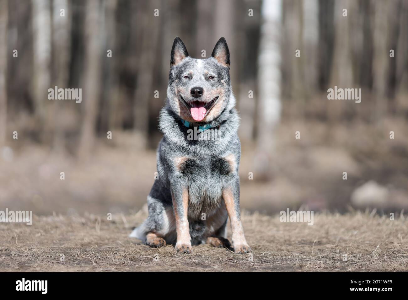 Australian farm dog hi-res stock photography and images - Alamy
