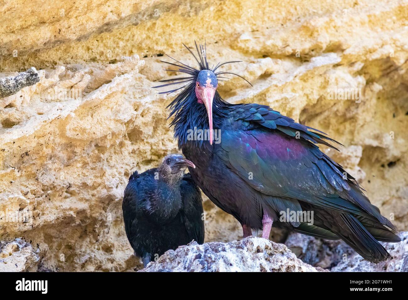 Ibis chick hi-res stock photography and images - Alamy