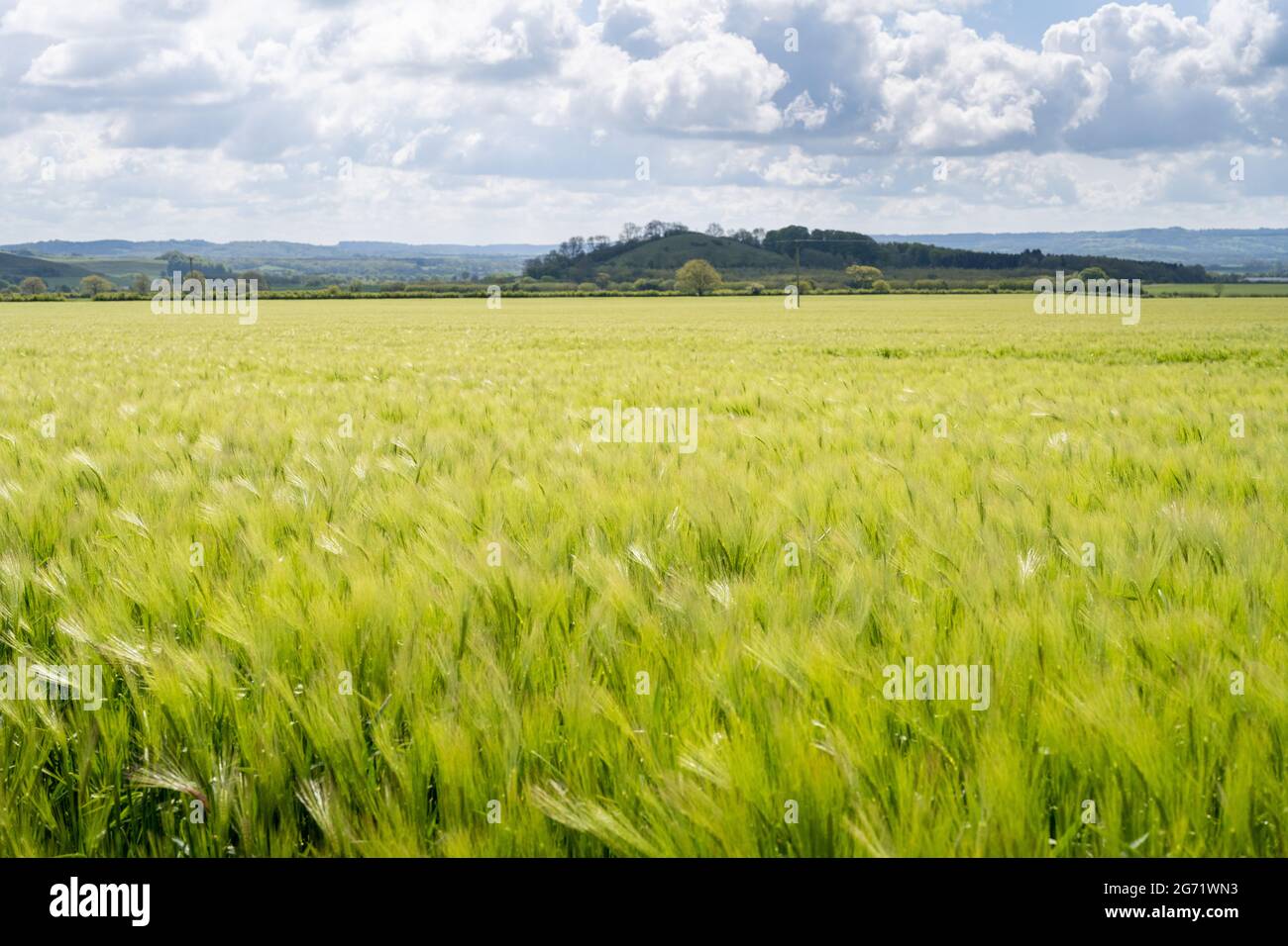 Cropgrowing hi-res stock photography and images - Alamy