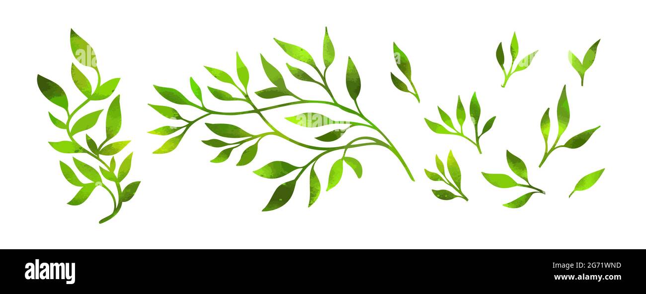 Tree branch with green leaves. Detailed vector plant, isolated on white ...