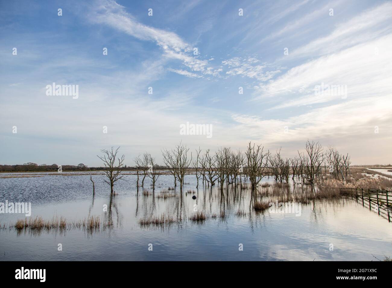 Sculptural drowned trees at Hickling Broad Norfolk UK Stock Photo - Alamy