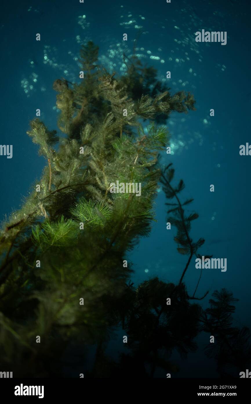 Vertical shot of seaweed underwater under the lights with a blurry ...