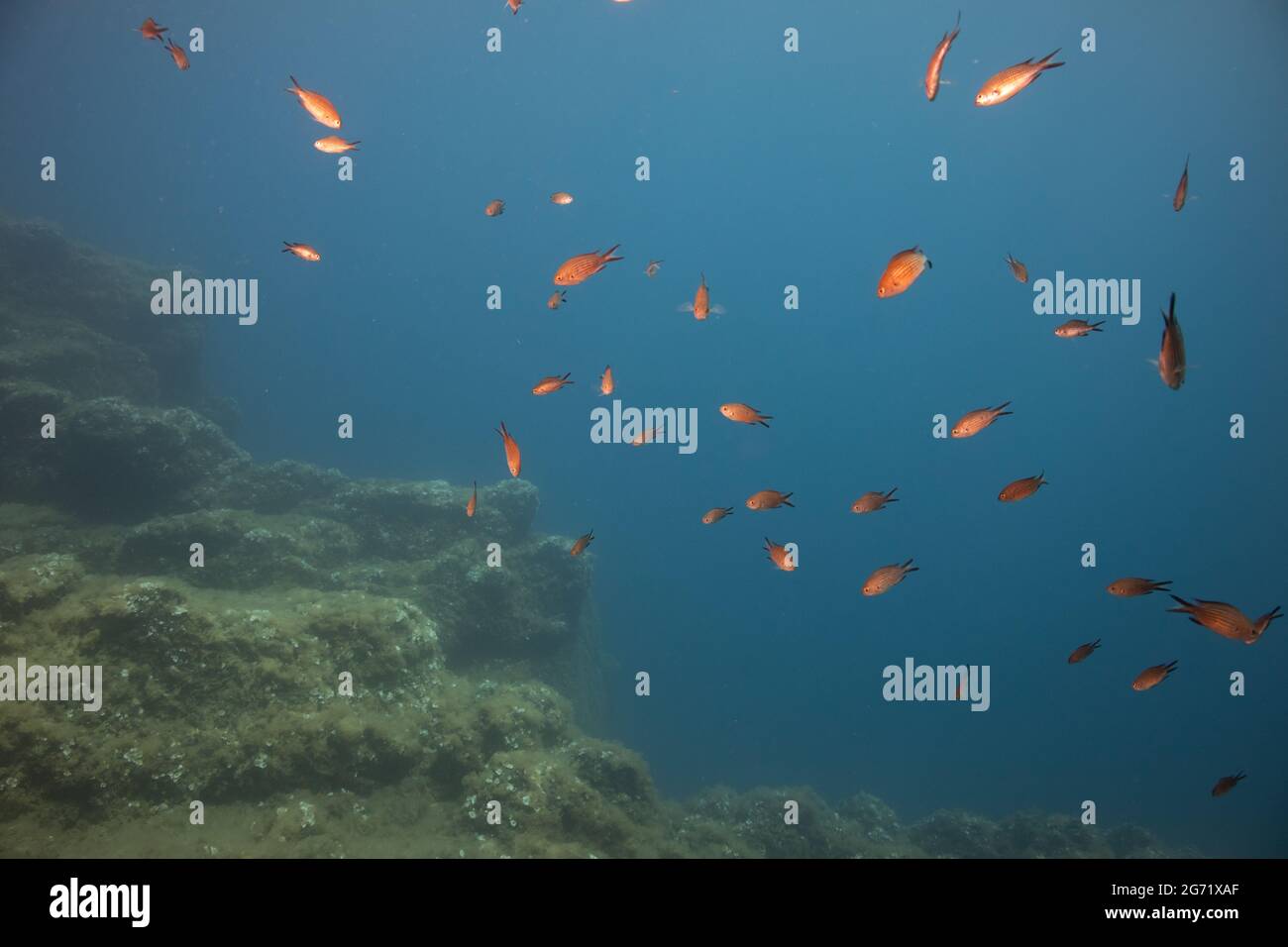 School of fish surrounded by seaweed underwater under the lights Stock ...