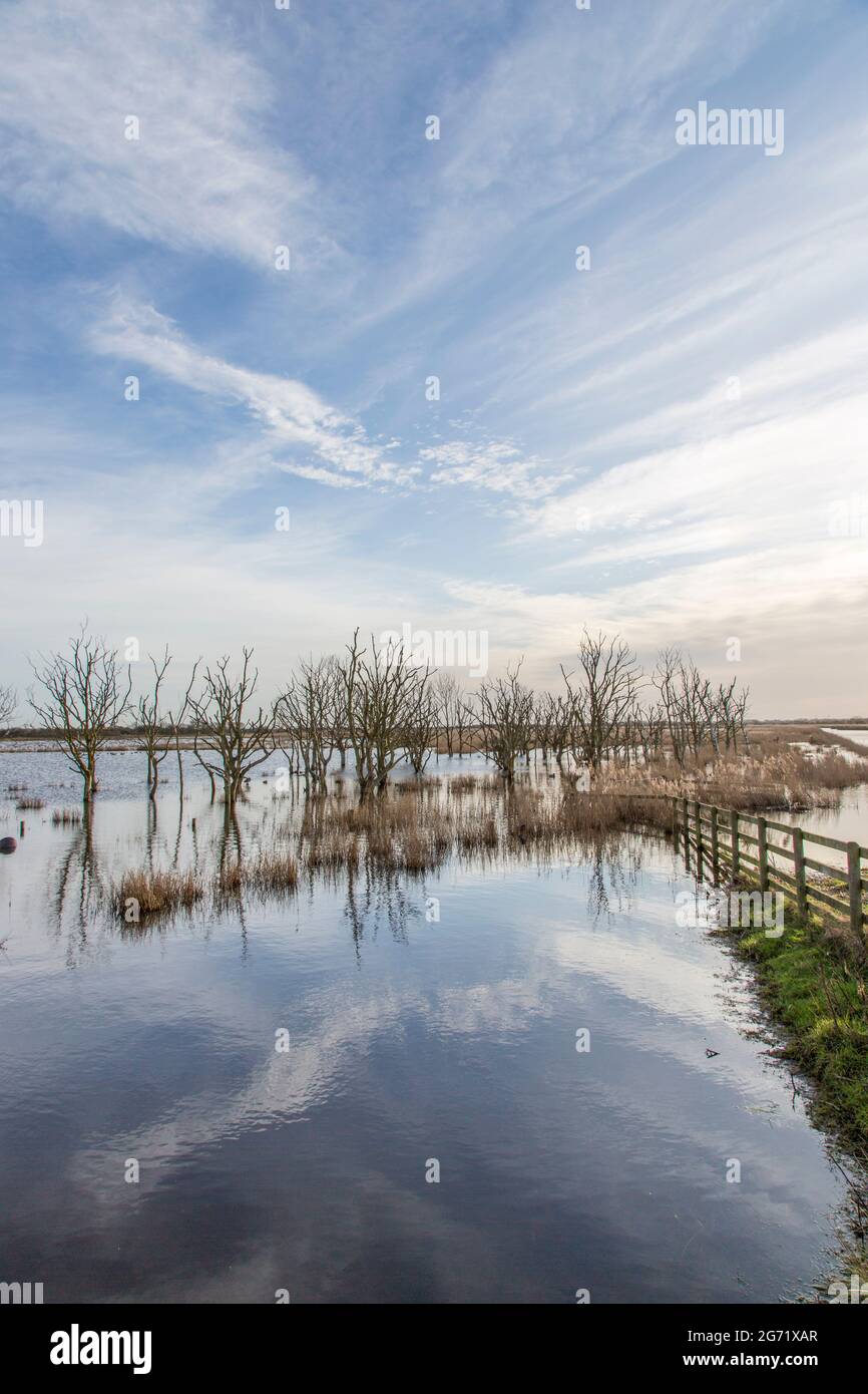 Drowned trees hi-res stock photography and images - Alamy