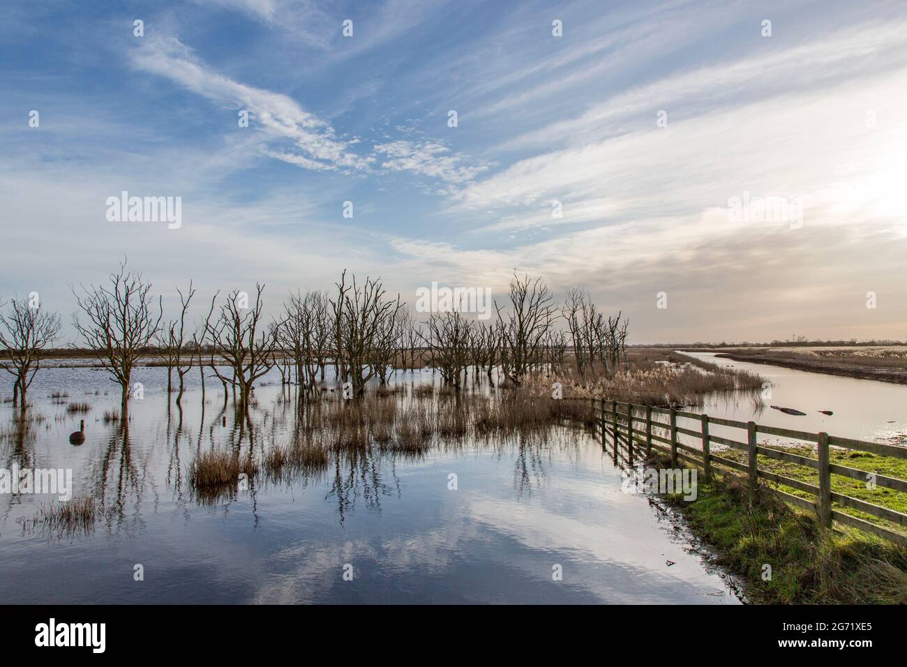 Sculptural drowned trees at Hickling Broad Norfolk UK Stock Photo - Alamy