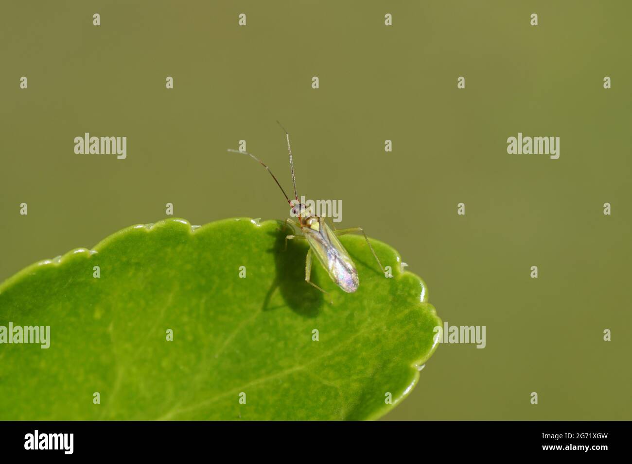 Campyloneura virgula. Tribe Dicyphini. Subfamily Bryocorinae. Family ...