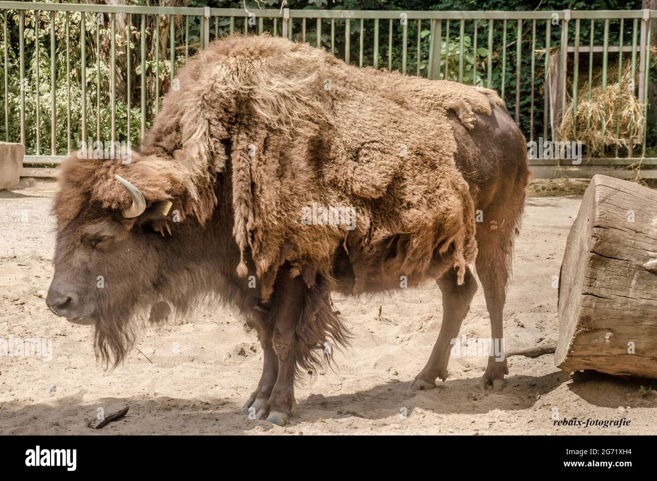 Tiere im Zoo Stock Photo - Alamy