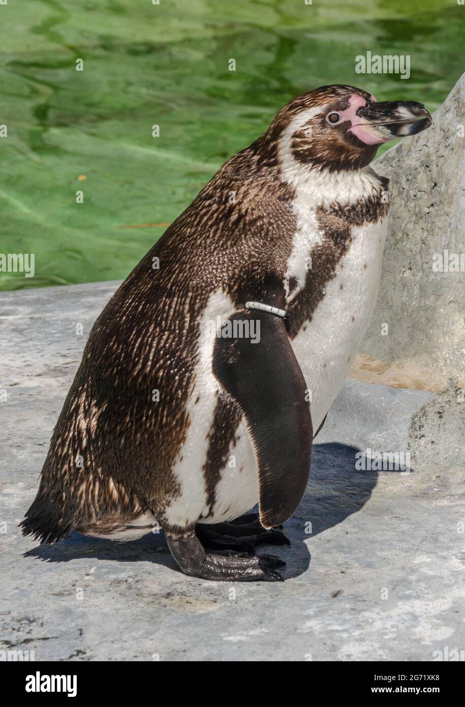 Faune tier hi-res stock photography and images - Alamy