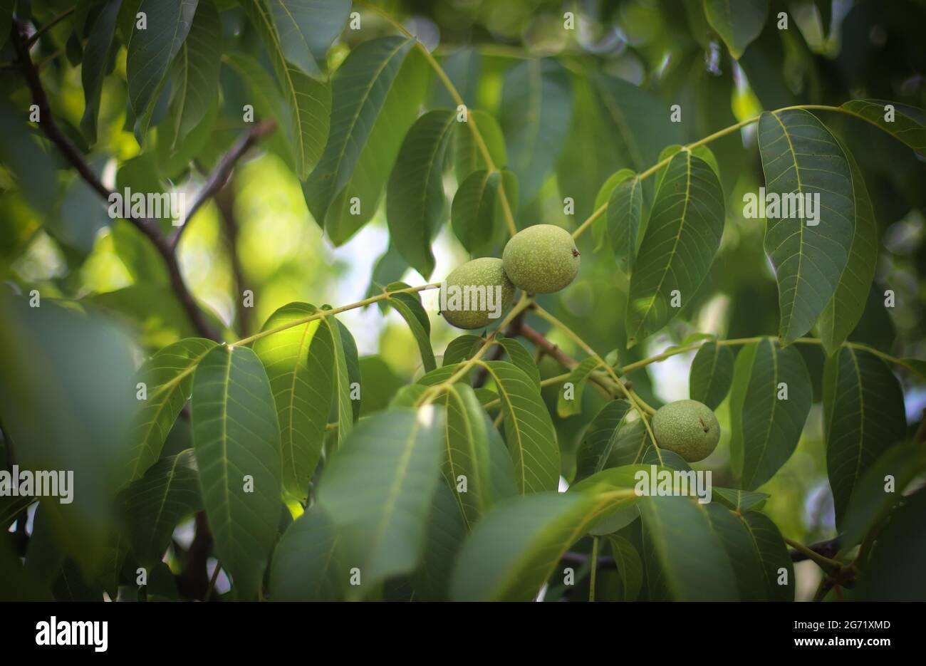 Walnut tree branch unripe fruits hi-res stock photography and images ...