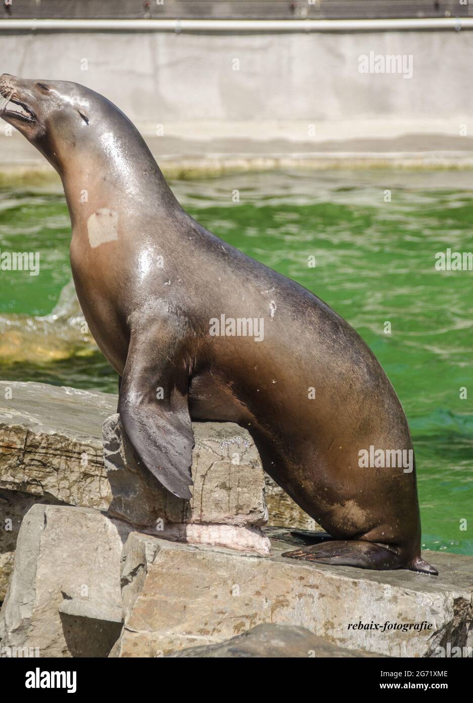 Faune tier hi-res stock photography and images - Alamy
