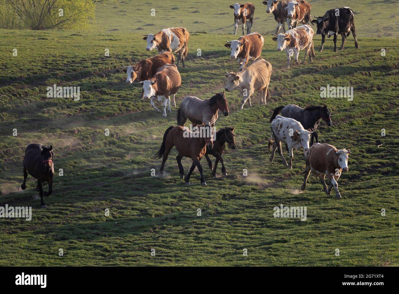 cattle running on meadow in the evening light Stock Photo - Alamy