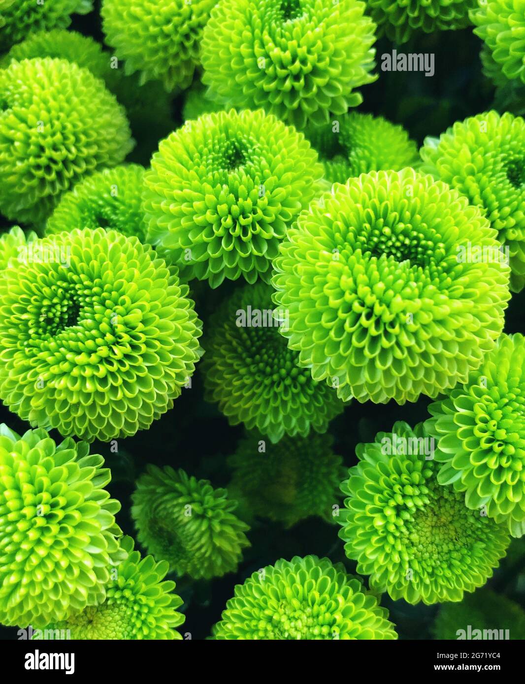 Spherical flowers hi-res stock photography and images - Alamy