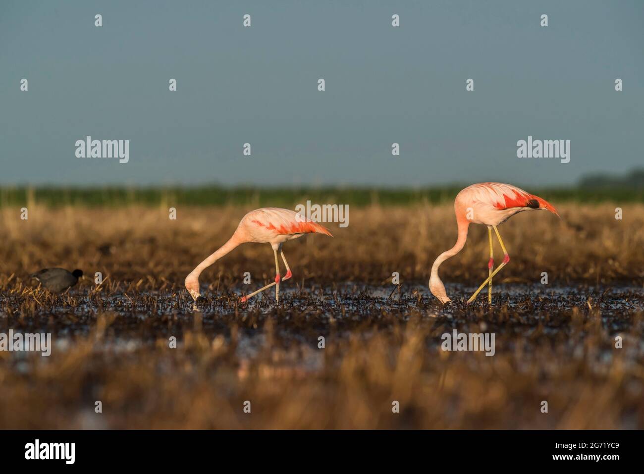 Flamingos flock in Pampas lagoon, La Pampa Province,Patagonia ...