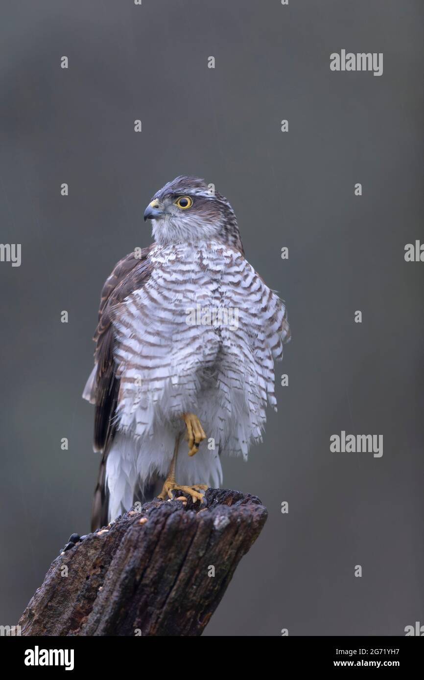 Sparrow hawk male female hi-res stock photography and images - Alamy