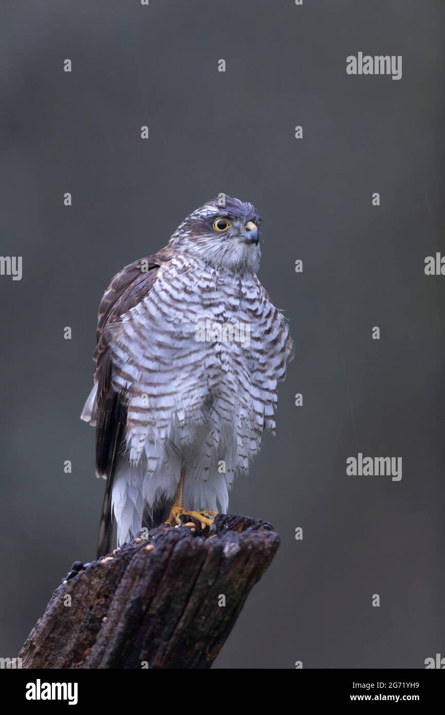 Sparrow hawk male female hi-res stock photography and images - Alamy