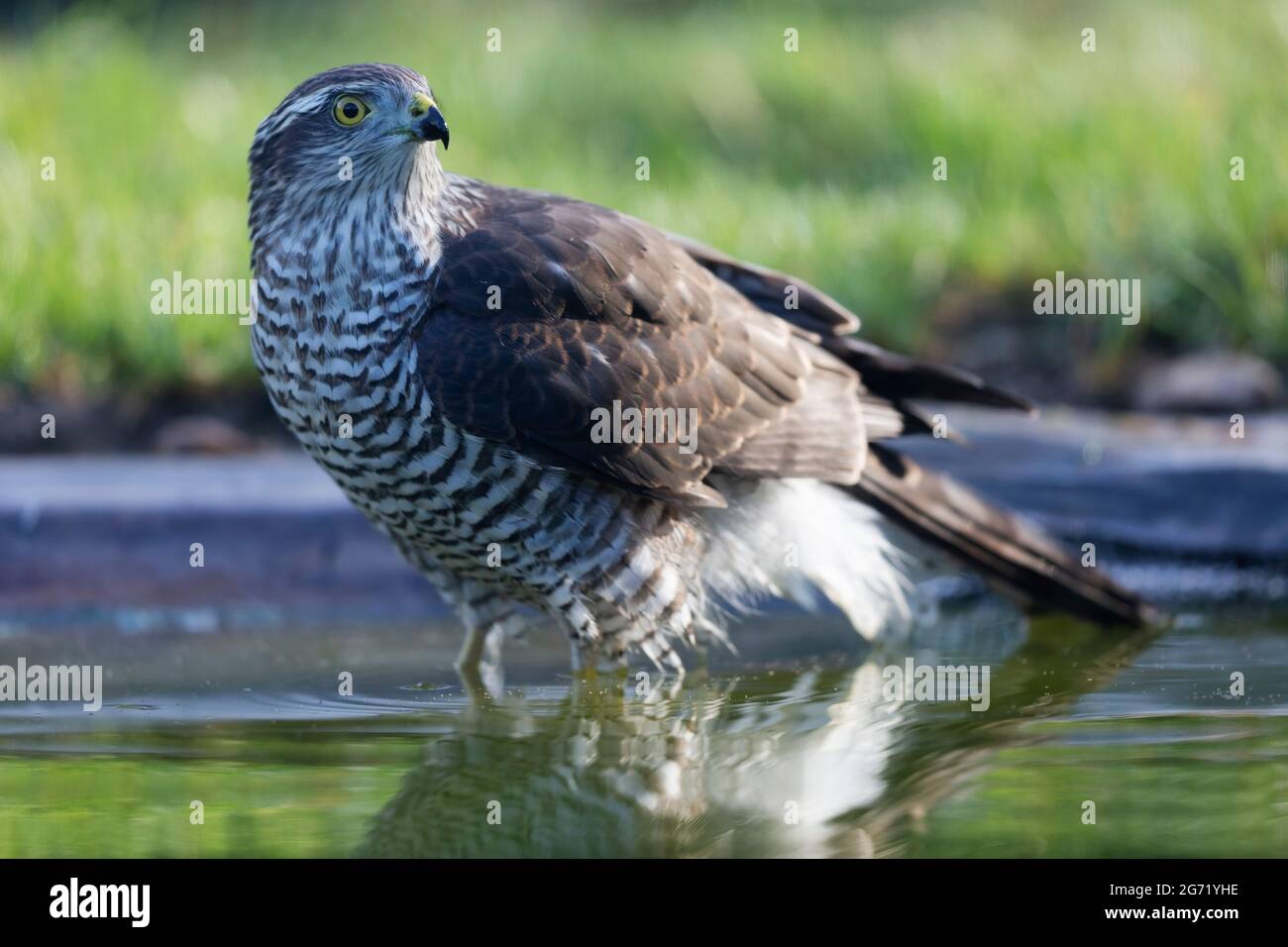European Sparrowhawk Accipiter nisus in close view Stock Photo - Alamy