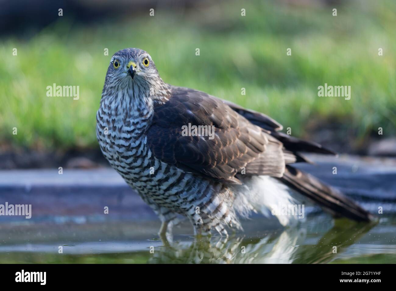European Sparrowhawk Accipiter nisus in close view Stock Photo - Alamy