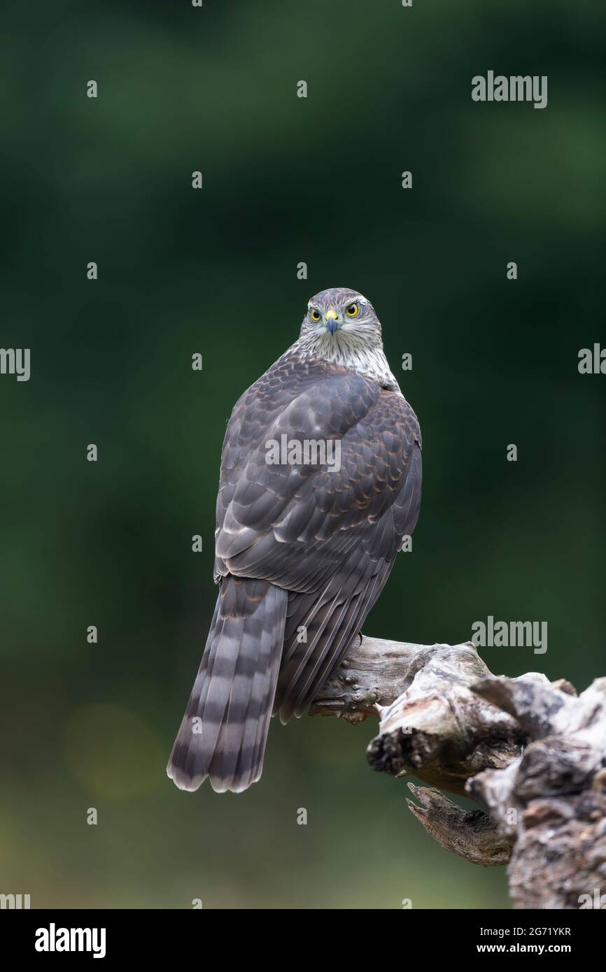 European Sparrowhawk Accipiter nisus in close view Stock Photo - Alamy
