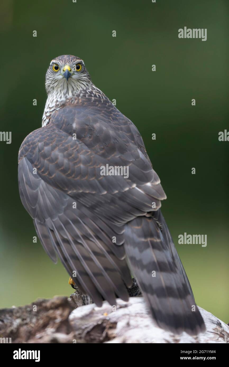 Brown hawk spreading wings hi-res stock photography and images - Alamy