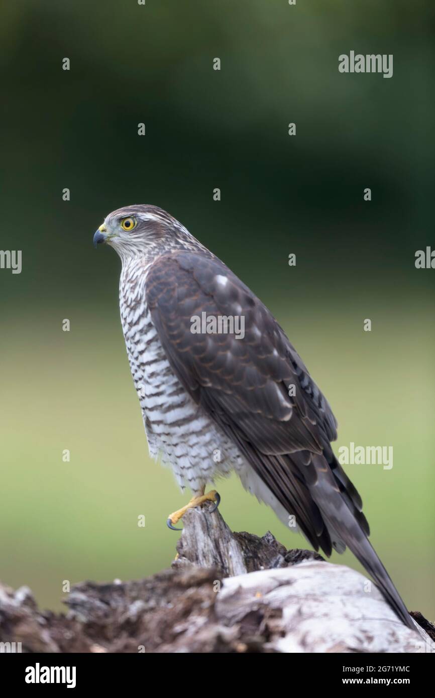 European Sparrowhawk Accipiter nisus in close view Stock Photo - Alamy